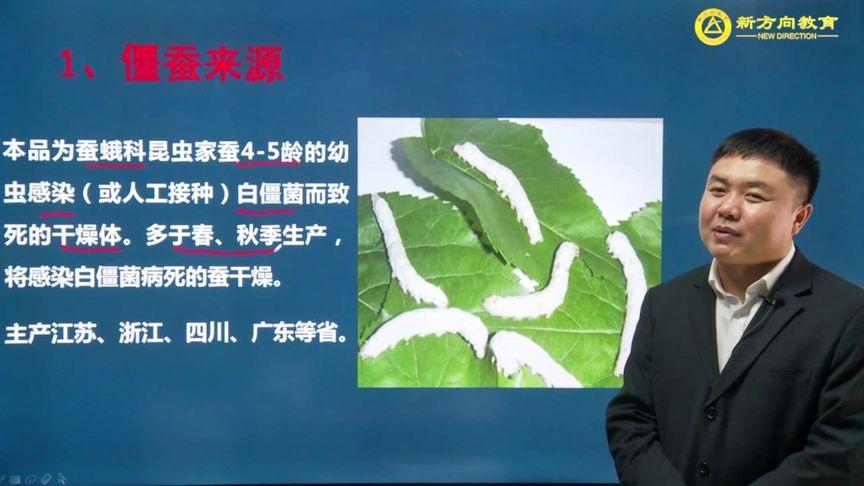 中药专业知识二 僵蚕的性状和用途