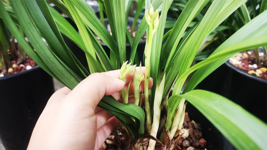 养兰花,抓好这几个时期,年年有花看