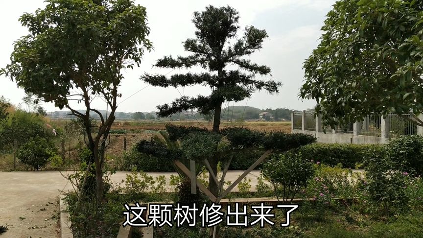 农村如何给树设计一个好看的造型呢,有没有高手指点一二呢