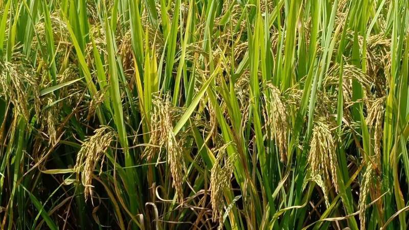 广西农田水稻种植基地