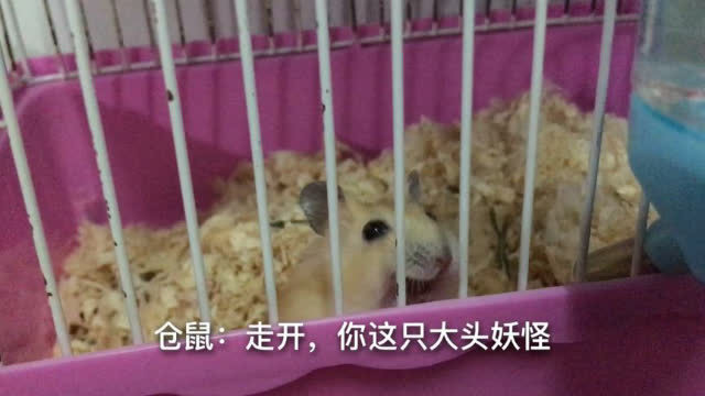 仓鼠一看见主人就发出吱吱的嘶叫声