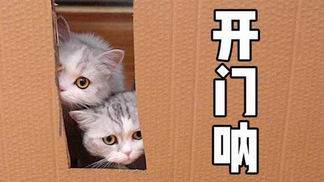 买了个自动开门神器,家里的猫怎么教都教不会,主人气笑了