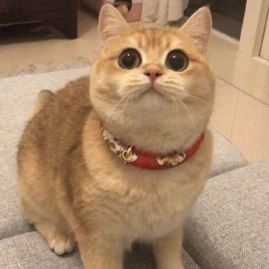 大名可爱多小名多多 