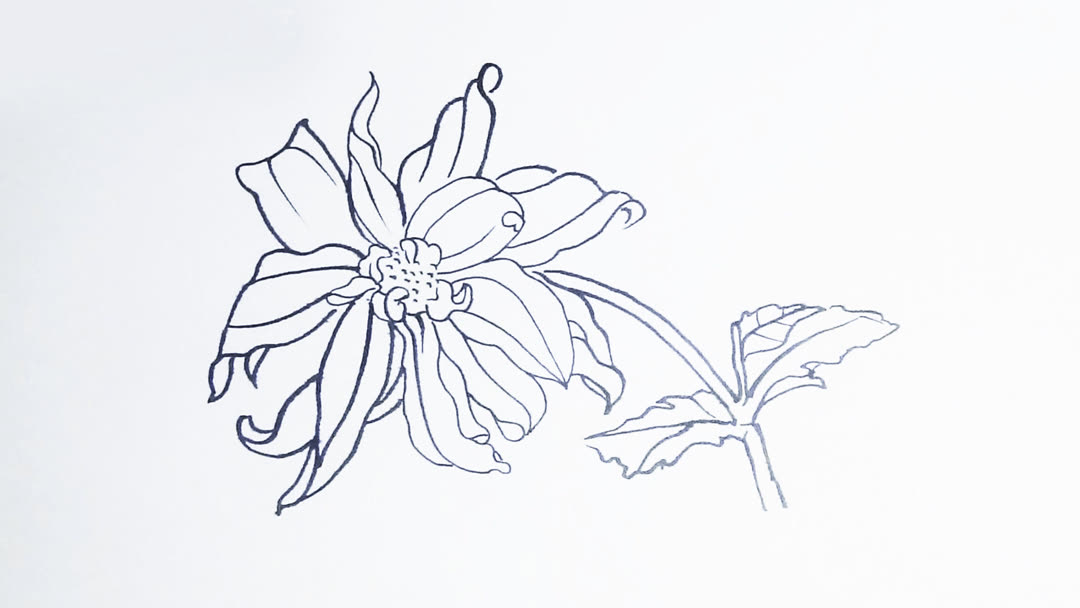 零基础画花卉,一看就会