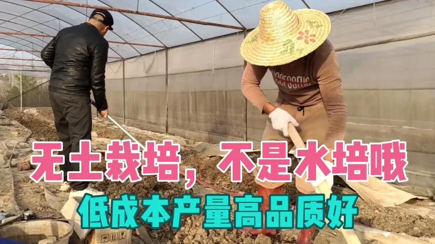 不是水培也不是汽雾培的无土栽培技术,成本低、管理方便、产量高