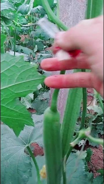 一次留三瓜,打去顶尖莫心疼,营养全面供给丝瓜生长