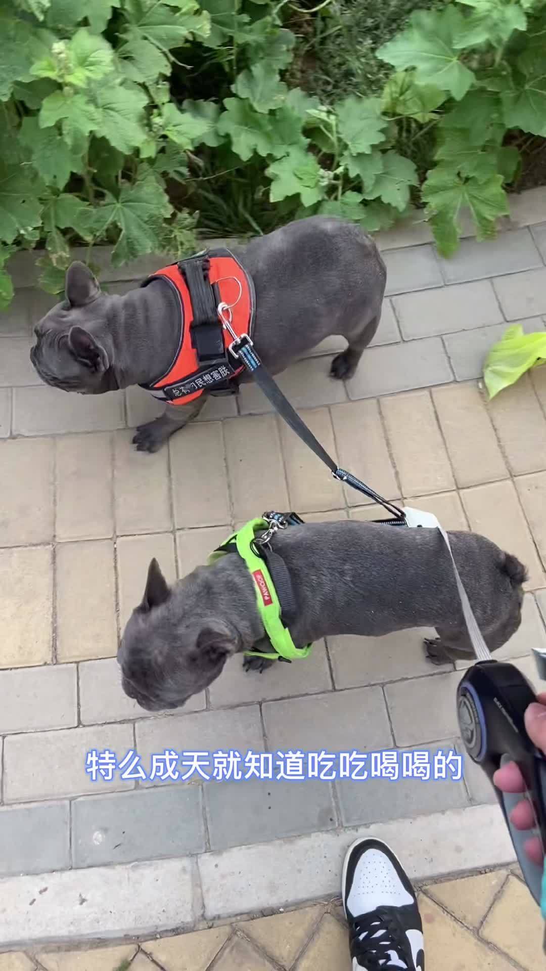养你们有啥用!?猫毛解决方案
