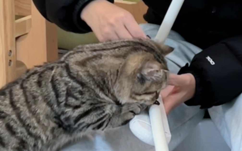 行不行啊细狗?专业帮倒忙来帮你了