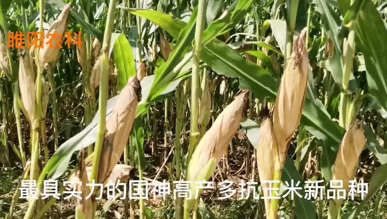 7省审定11省引种超高产玉米新品种大丰30,平均亩产2000多斤
