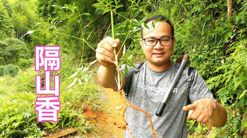 农村有种植物的根茎用于煲鸡汤,长在红色土壤里,你认识吗?