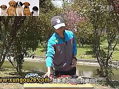 如何教狗狗去厕所_怎么教狗狗用狗厕所_怎么教狗狗去厕所