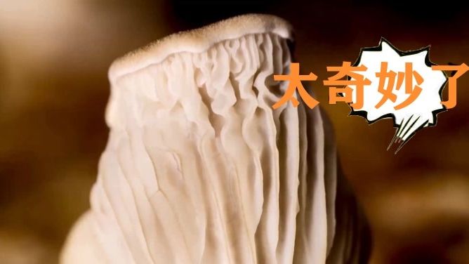 零食雪人菇脆好吃,雪人菇的生长过程奇妙!