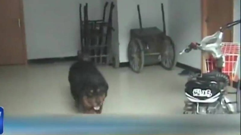 藏獒现身街头连续咬人,特警连开6枪将其击毙,现场视频曝光