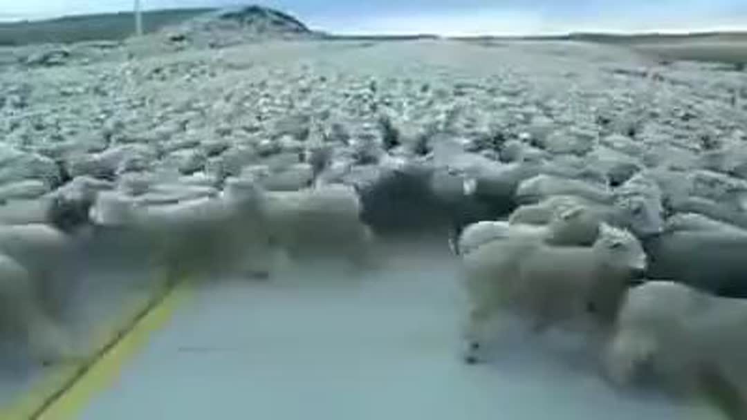 看看什么才叫羊群