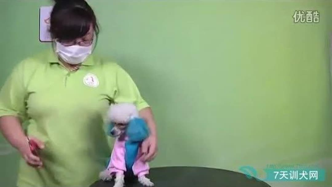 剪刀与狗的正确用