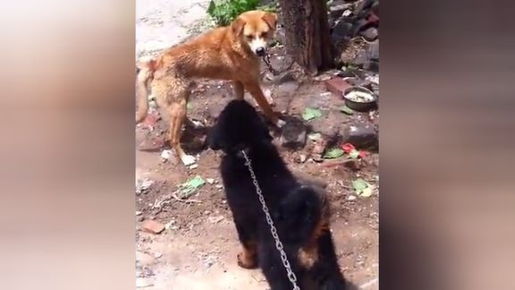 带三个月小藏獒斗成年中华田园犬,这是怎么了
