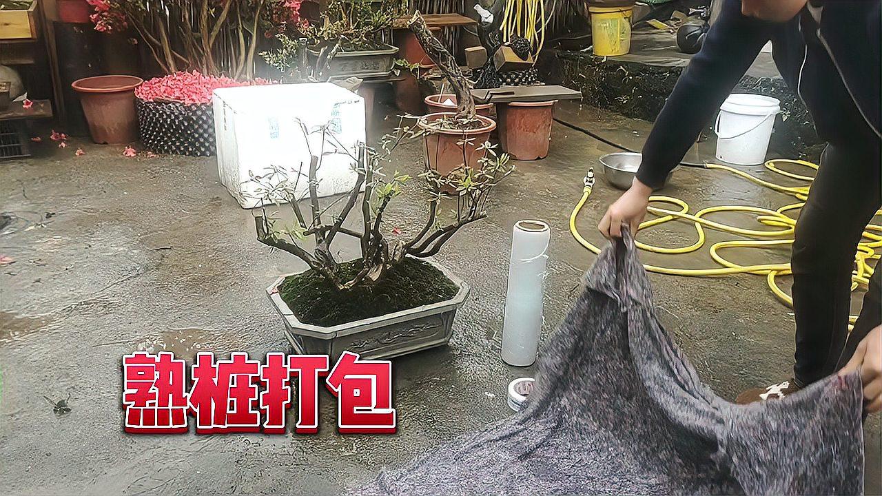 映山红熟桩打包出嫁