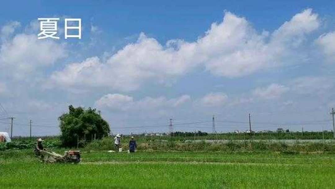 有机水稻种植试验--插秧