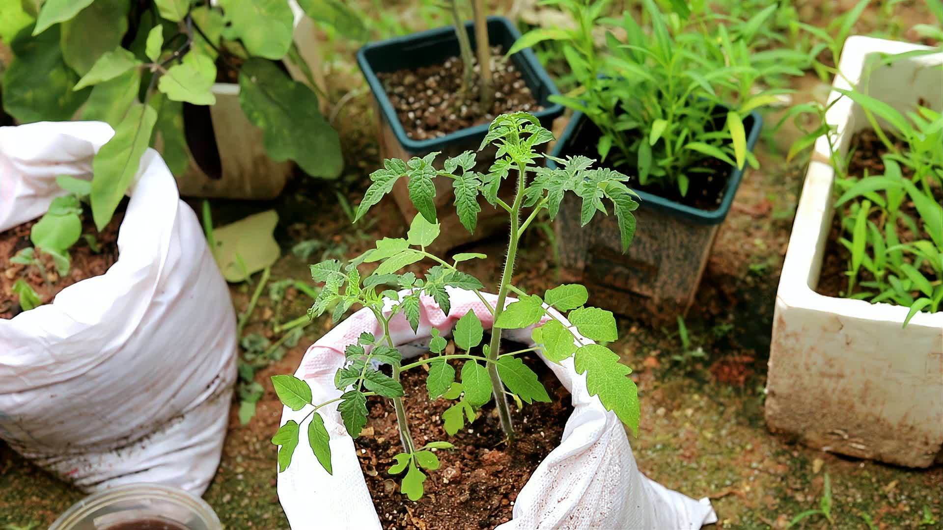 为什么移栽番茄苗长得这么好?看完很多人都不相信