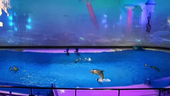 #海豚表演 #海洋生物 #海豚ߐ