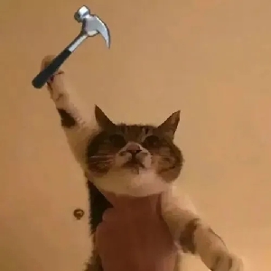 君山边上的毛豆 