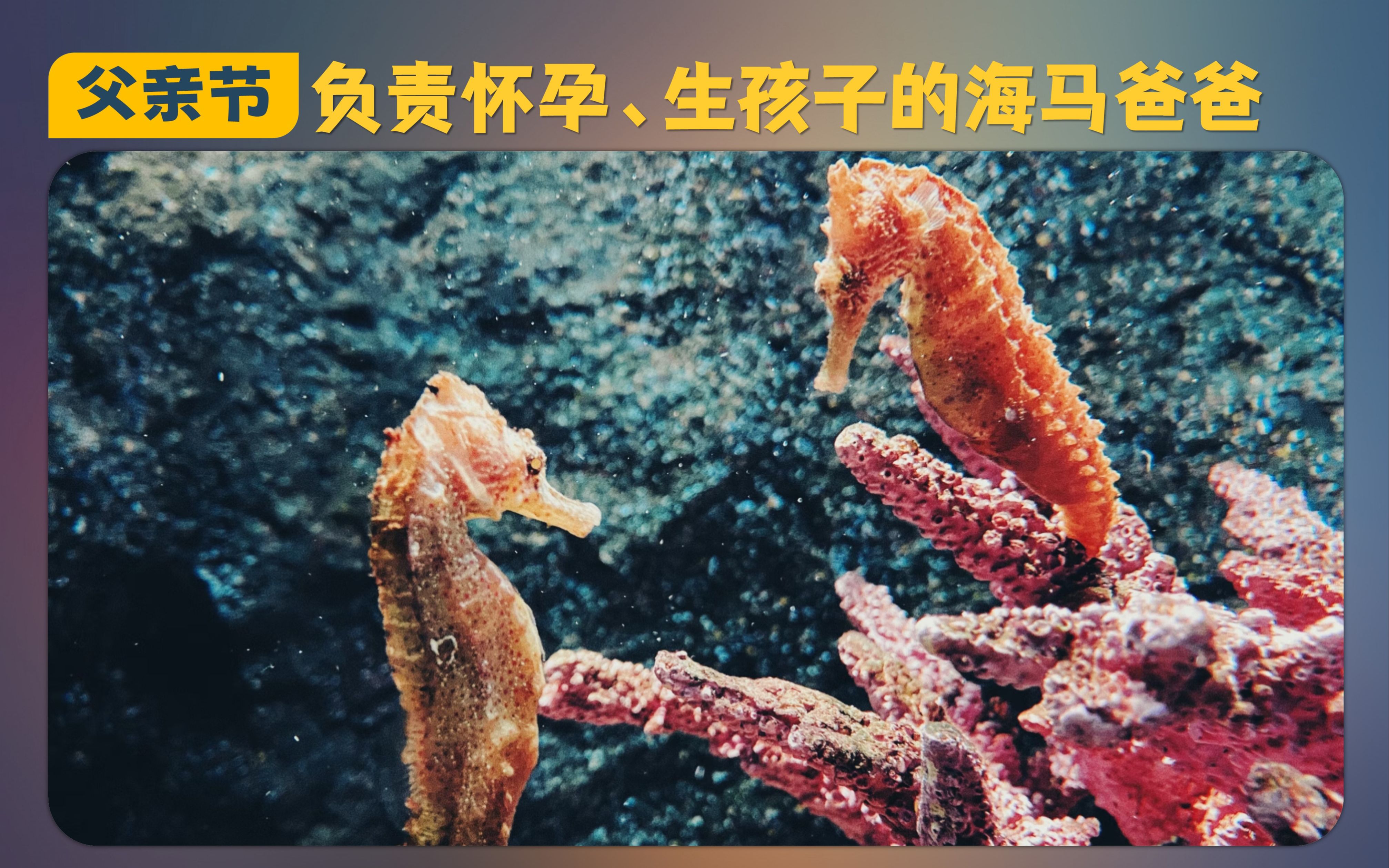 【父亲节】负责怀孕、生孩子的海马爸爸—神奇生物补完计划