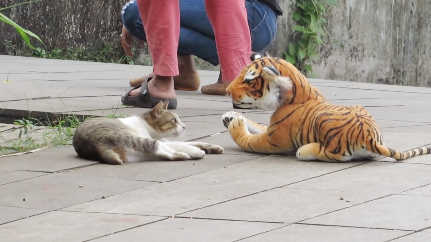 猫咪害怕老虎吗?男子用“假老虎”测试,跟狗狗的表现差太远了