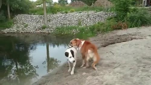 池塘边玩耍的中亚牧羊犬发生矛盾,要不是主人盯着肯定打架