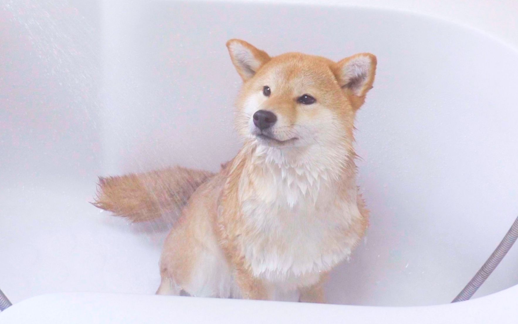 小柴犬在家就肯乖乖洗澡,每次给主人省60元