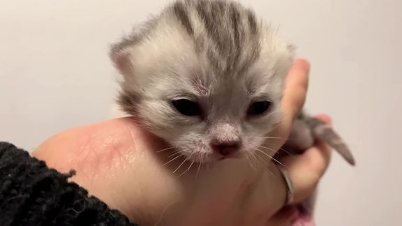 #小奶猫的成长日记 #成长vlog 成长的第十一天#木木和婉婉 #美短