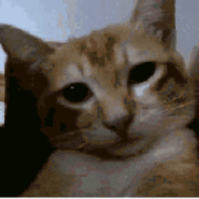 大猫小德 
