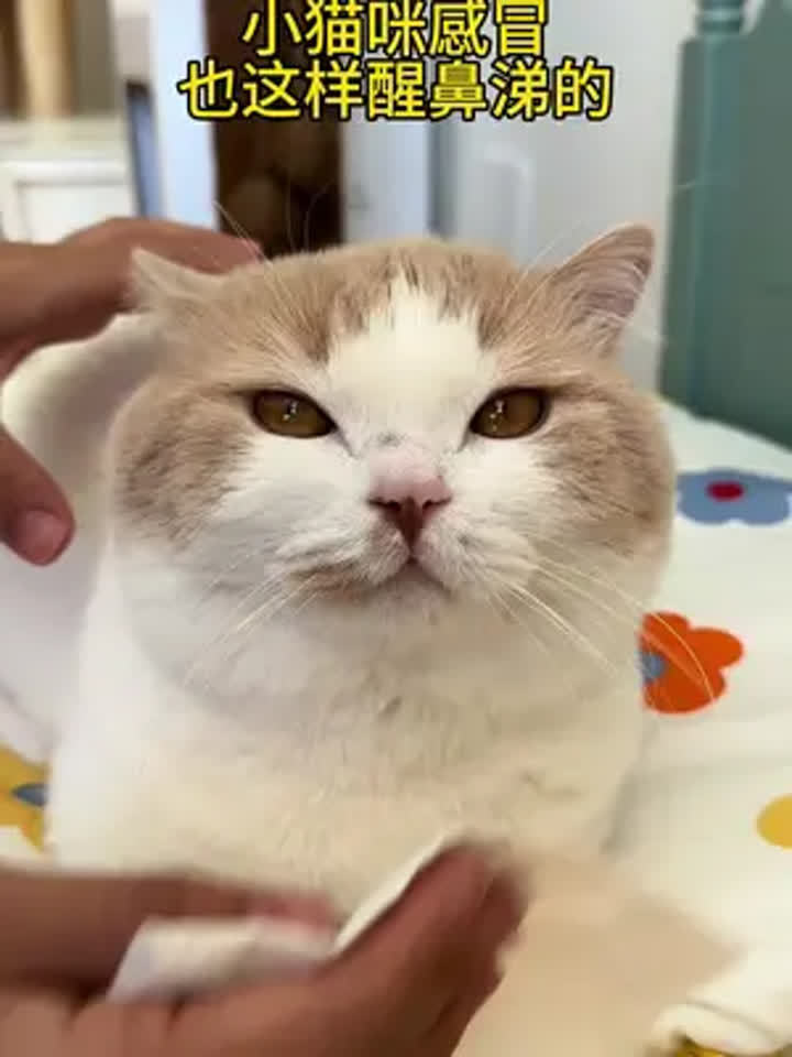 ...我的小猫咪无价 #主人熬煮的绿豆汤被猫咪偷喝 #你好像白猫洗洁精...