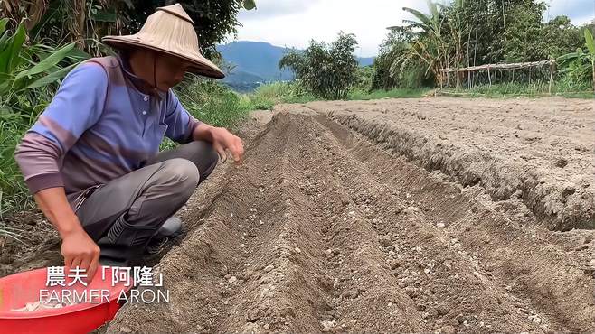 种大蒜,蒜苗每株间距间隔,大叔种大蒜的方法不一般,五天出芽