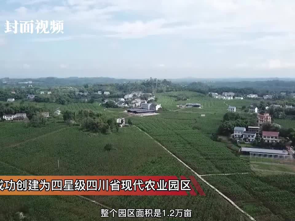 打破传统养蚕模式 中国蚕桑之乡四川武胜迈入数字化管理