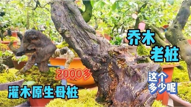 金弹子灌木原生母桩和乔木老桩区别在哪!看这盆乔木有价值吗?