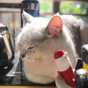 虫草鸣人 