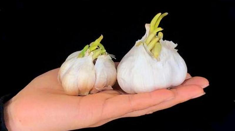 发芽的大蒜千万别丢掉,留在家里太值钱了,看完赶快告诉家里人