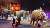 马戏团大象集体表演,请你欣赏