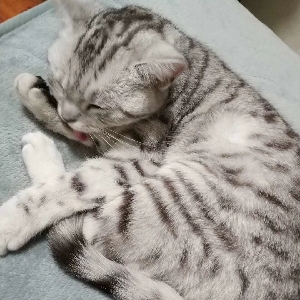 你把你闪现给我交了h 