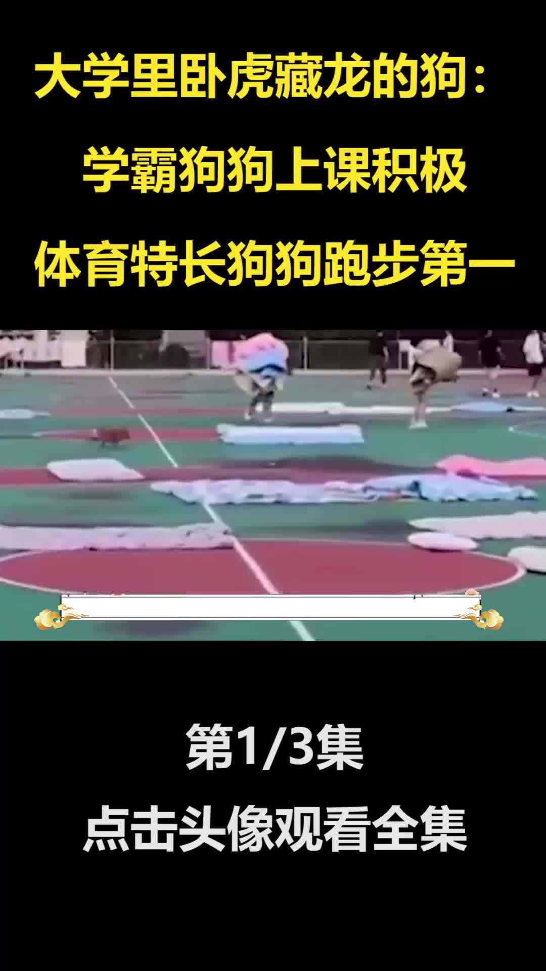 大学里卧虎藏龙的狗狗:学霸狗狗上课积极