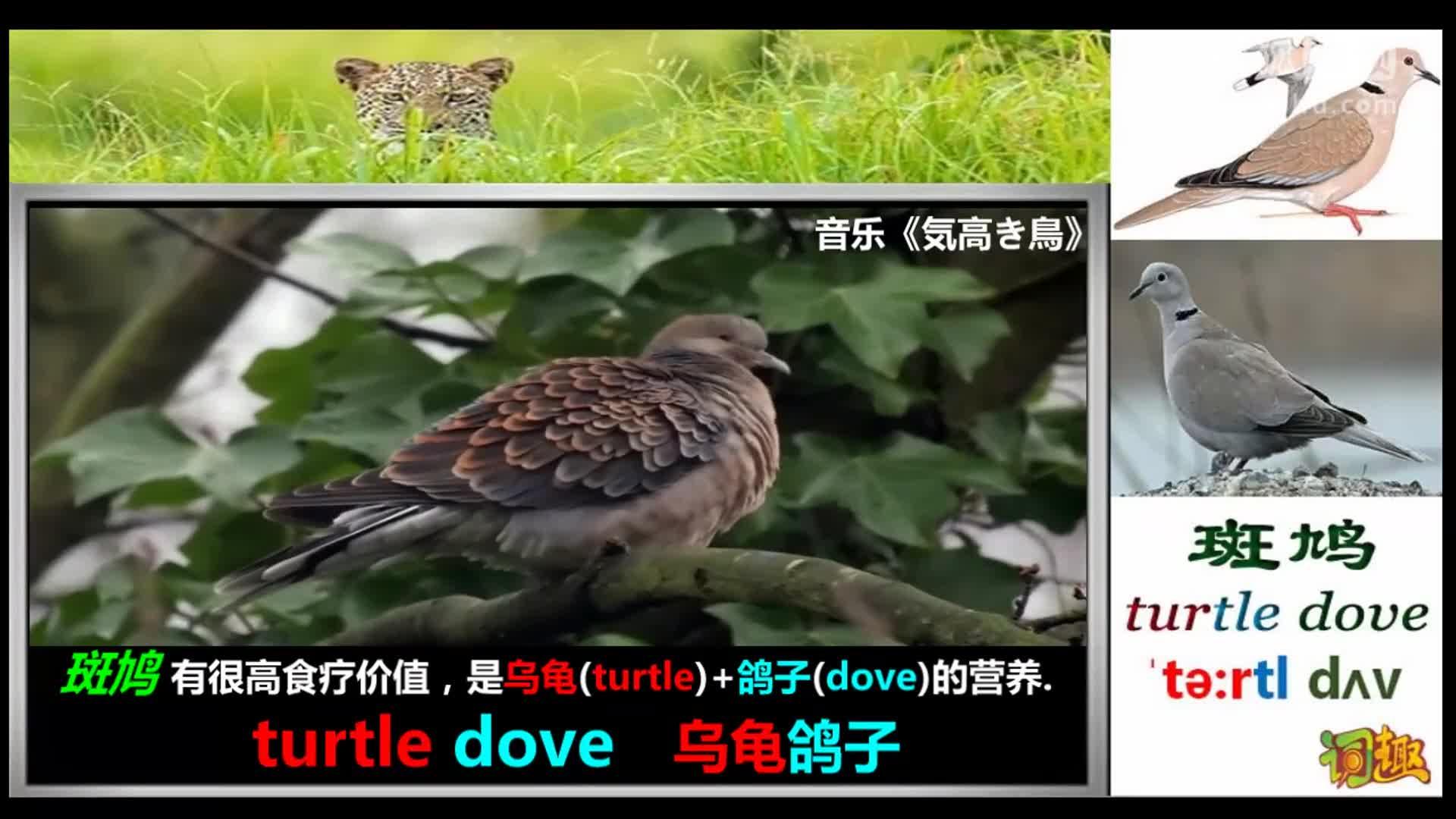 词趣词典 斑鸠turtle dove戴上耳机听词义拼读故事版