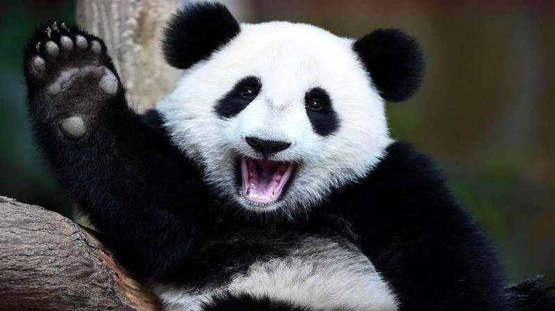 中国人都爱国宝大熊猫,这8个秘密没几个人知道