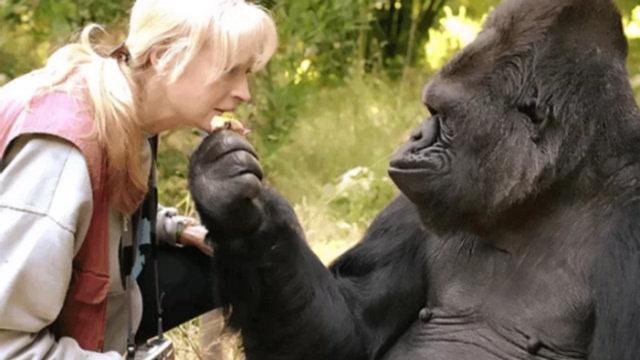 艾滋病始祖黑猩猩,是如何感染给第一个人类的?看完头皮发麻