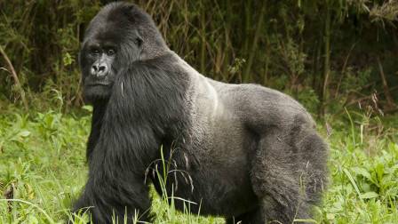 艾滋病不是由人类产生,竟是大猩猩传染给人类!想其传播方式一惊