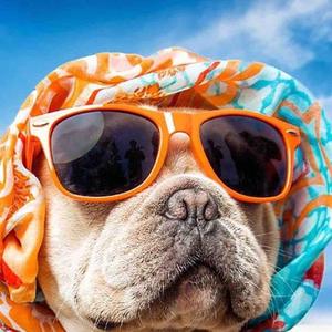 黄小锅社群新商业 