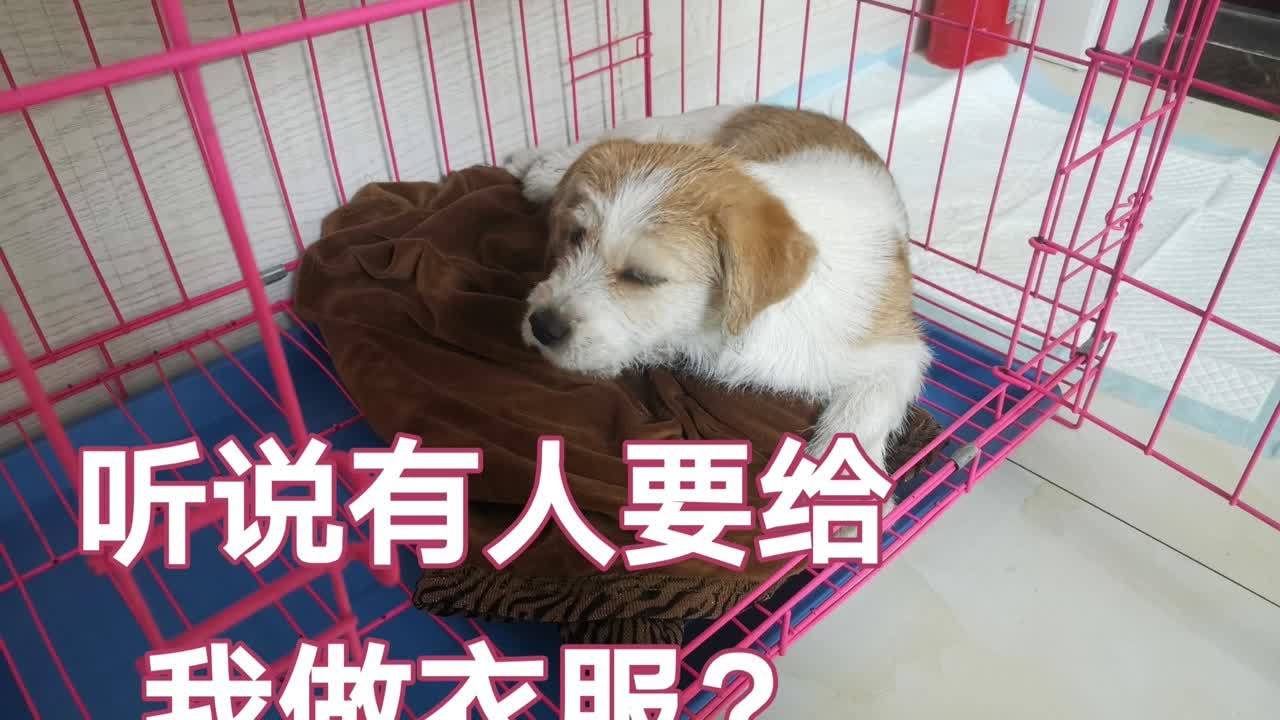 小伙用废旧衣服给狗狗做衣服,没想到穿上以后狗狗自己都惊呆了!