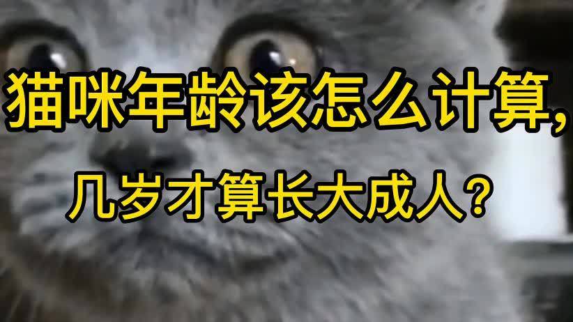 猫咪年龄该怎么计算,...