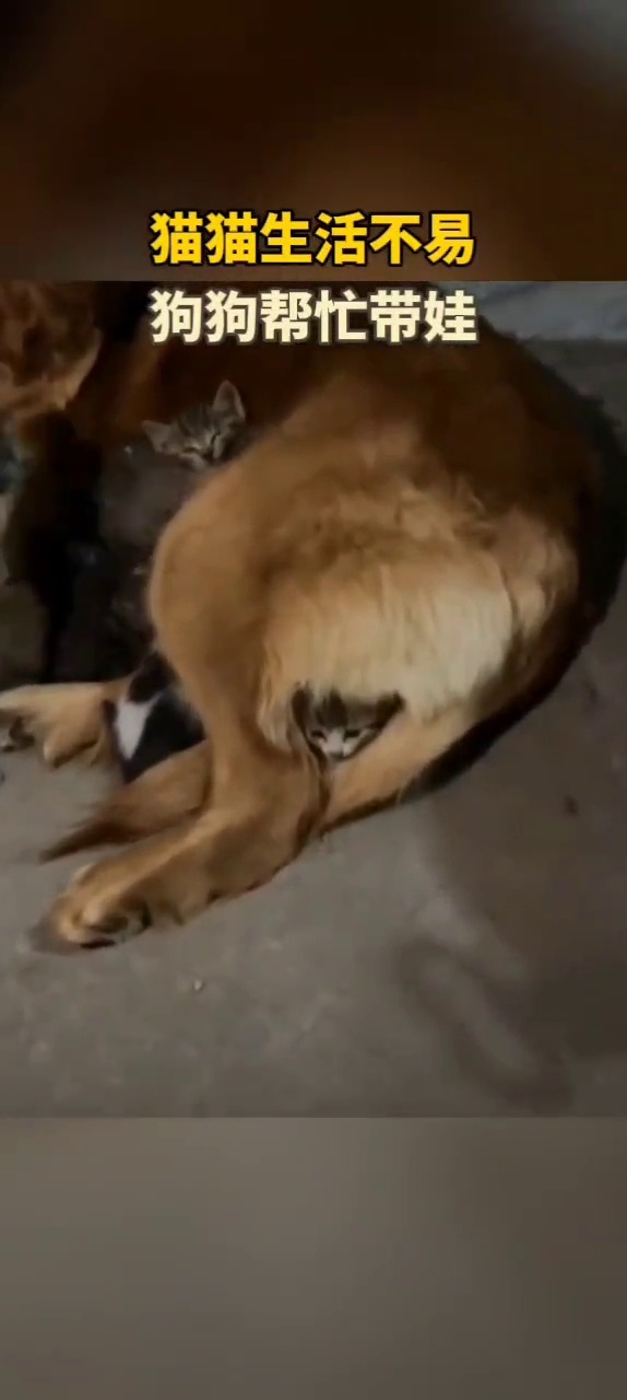 猫猫生活不易 狗狗帮忙带娃#猫猫 #狗狗 #萌宠