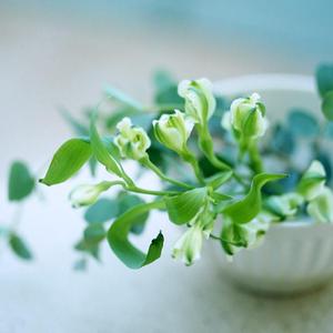 喜欢故事的小麦 