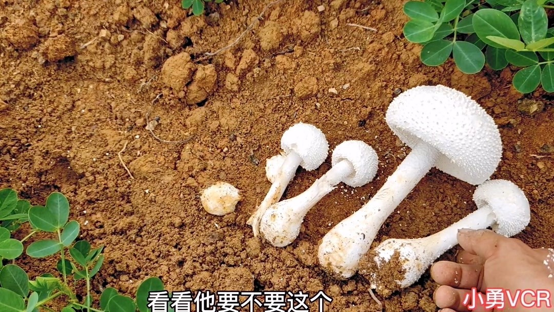 在广西农村有一种生长在花生地里面的蘑菇,你们见过吗